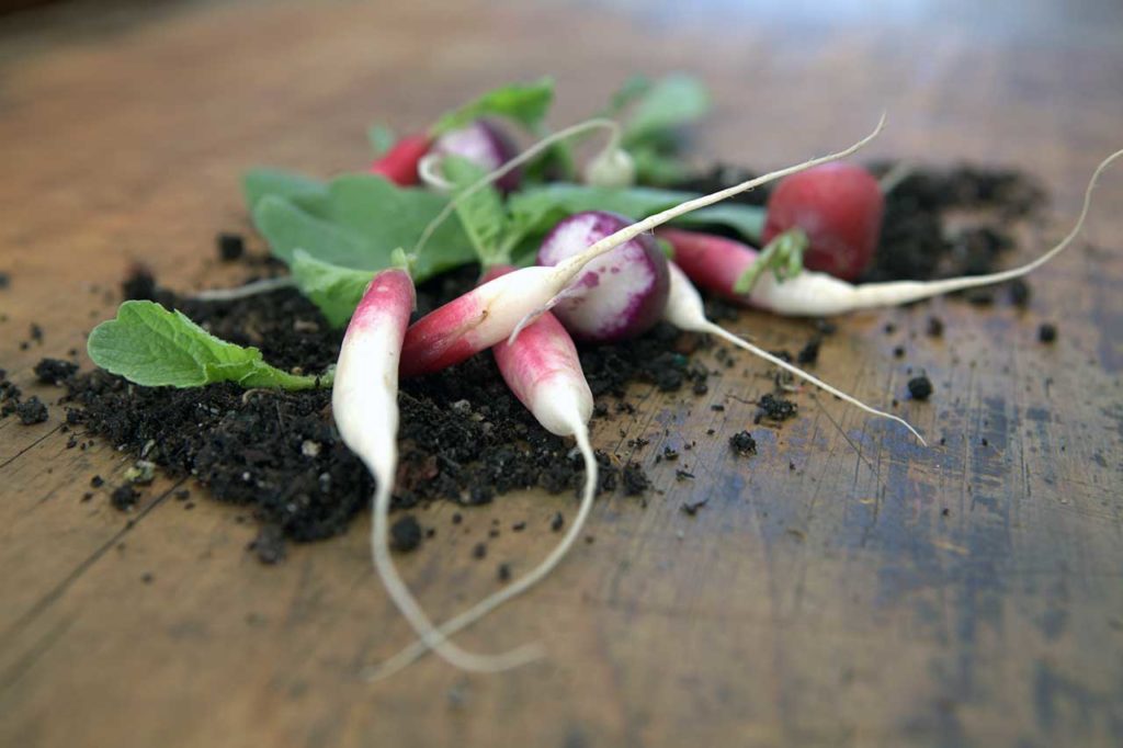 Gallery Back Up – Dio Deka