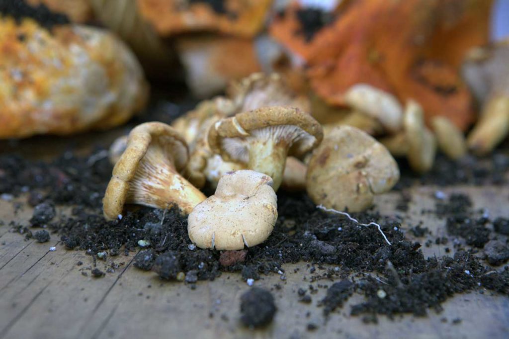 Gallery Back Up – Dio Deka